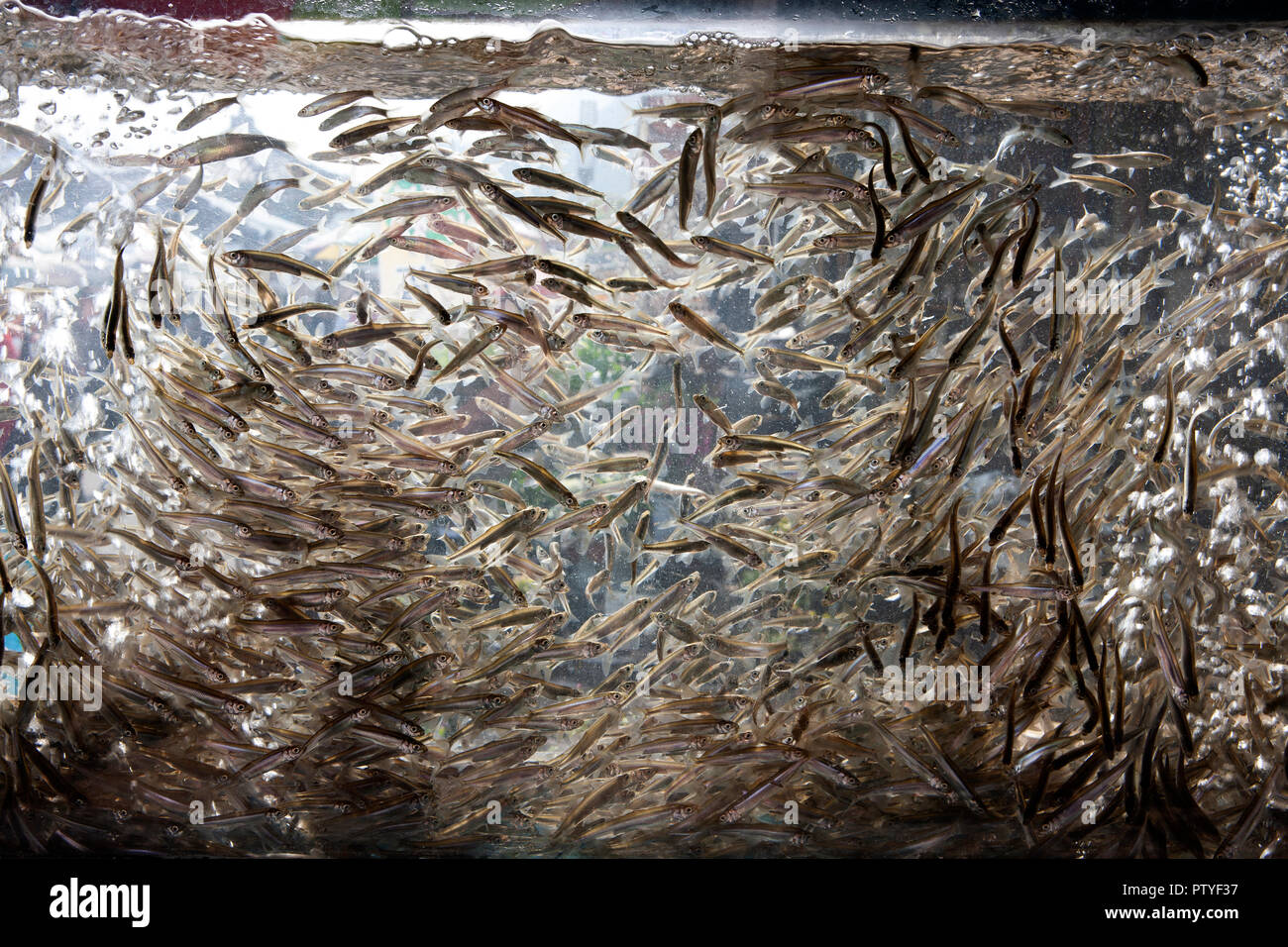 Icefish hi-res stock photography and images - Alamy