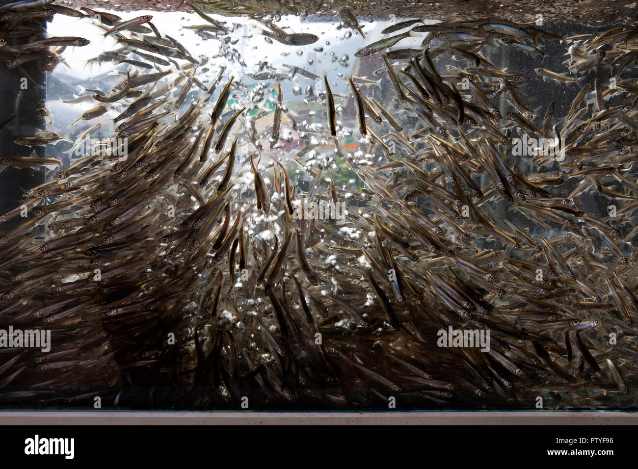 Icefish hi-res stock photography and images - Alamy