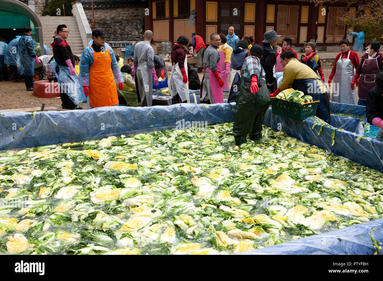 Volunteers prepare kimchi inside of a Buddhist temple, Woljeongsa ...
