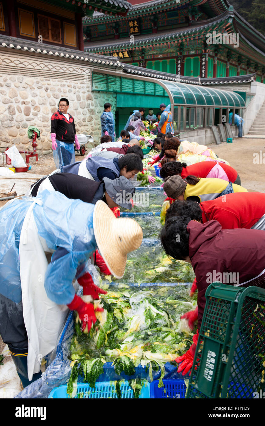 Prepare kimchi hi-res stock photography and images - Alamy