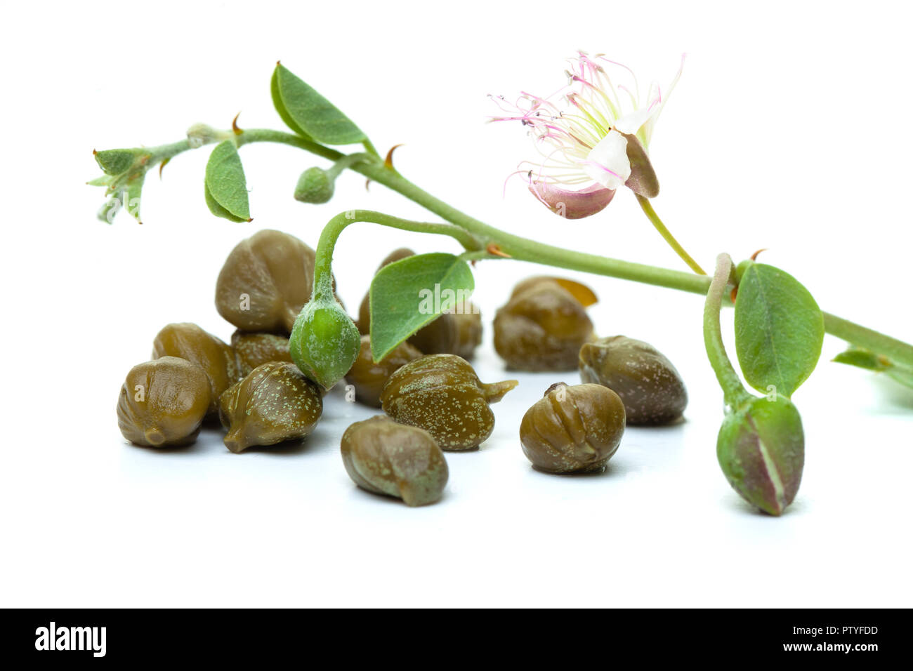 Canned capers with green leaves and flower on white background Stock ...