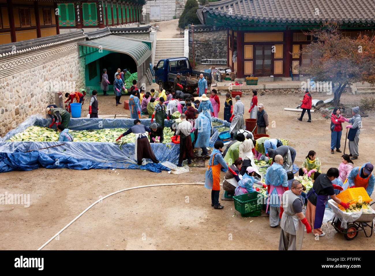 Volunteers prepare kimchi inside of a Buddhist temple, Woljeongsa ...