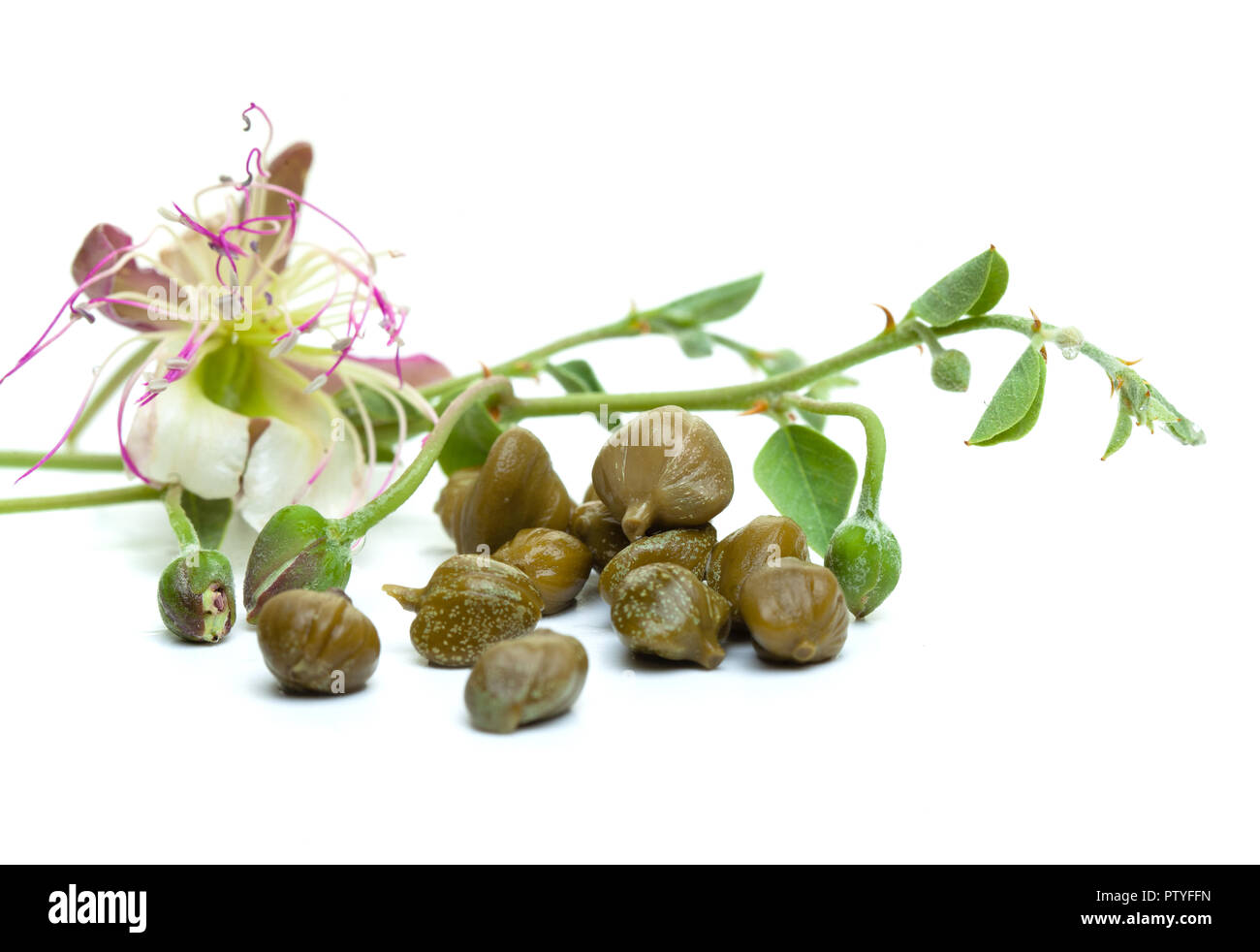Capers, green leaves and caper flower on white background Stock Photo ...