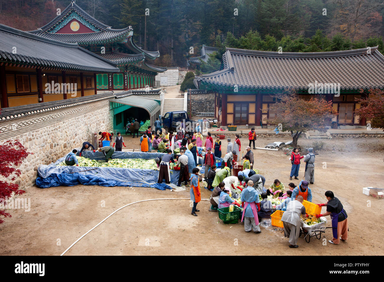 Volunteers prepare kimchi inside of a Buddhist temple, Woljeongsa ...