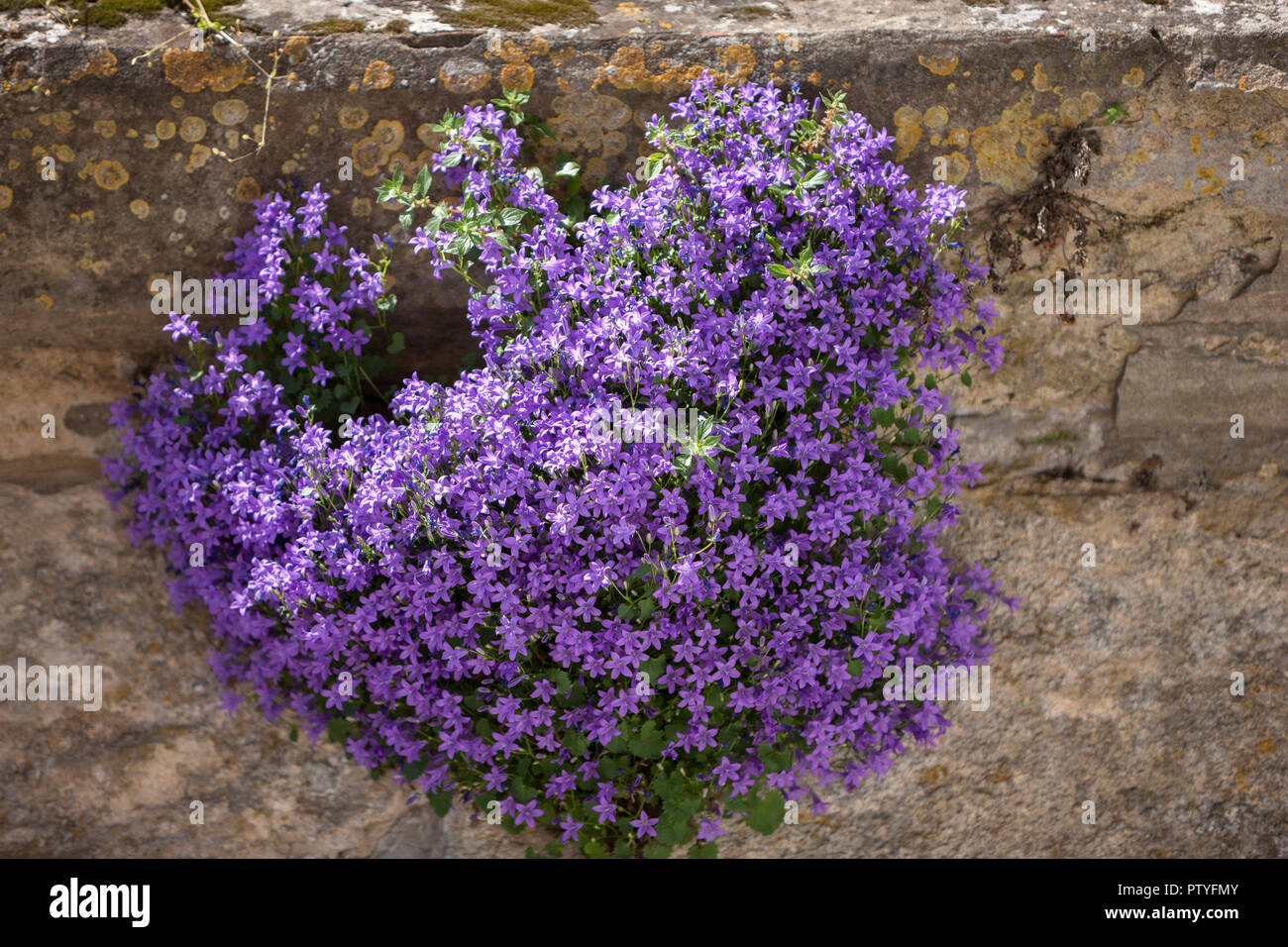 Stone wall garden flowers hi-res stock photography and images - Alamy