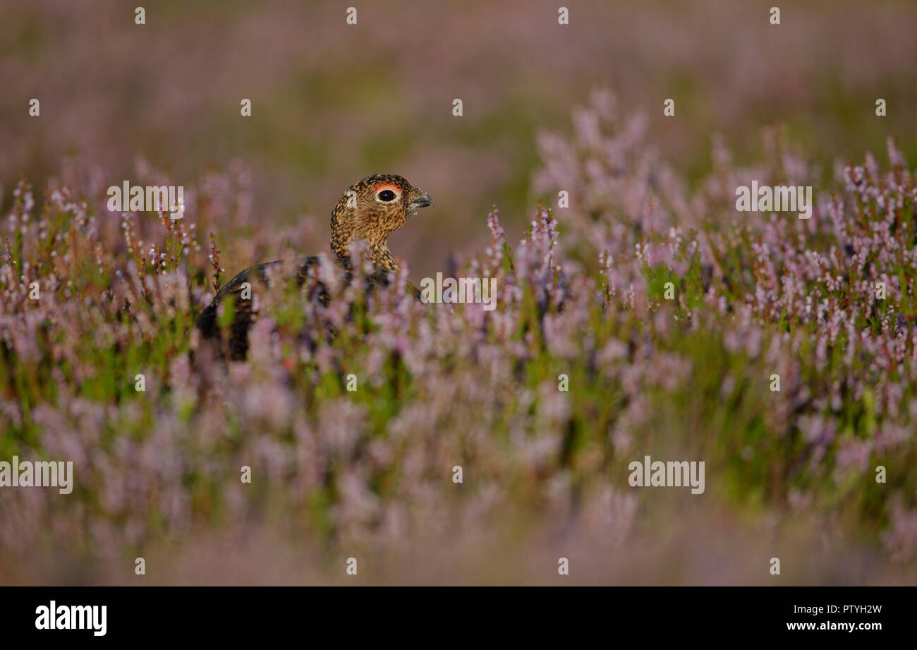 Grouse moorland hi-res stock photography and images - Alamy