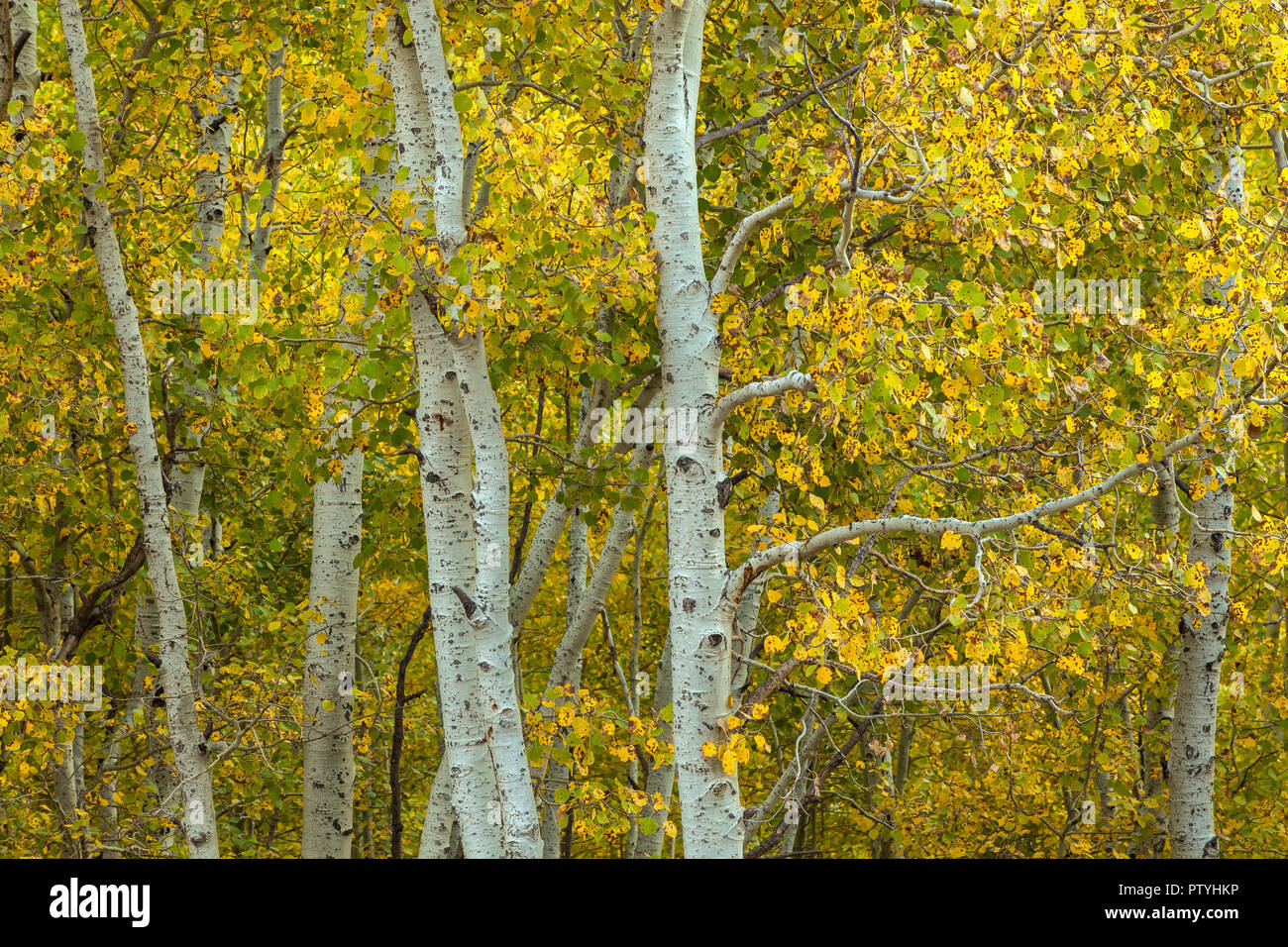 Aspen trees in their early fall foliage, Inyo National Forest ...