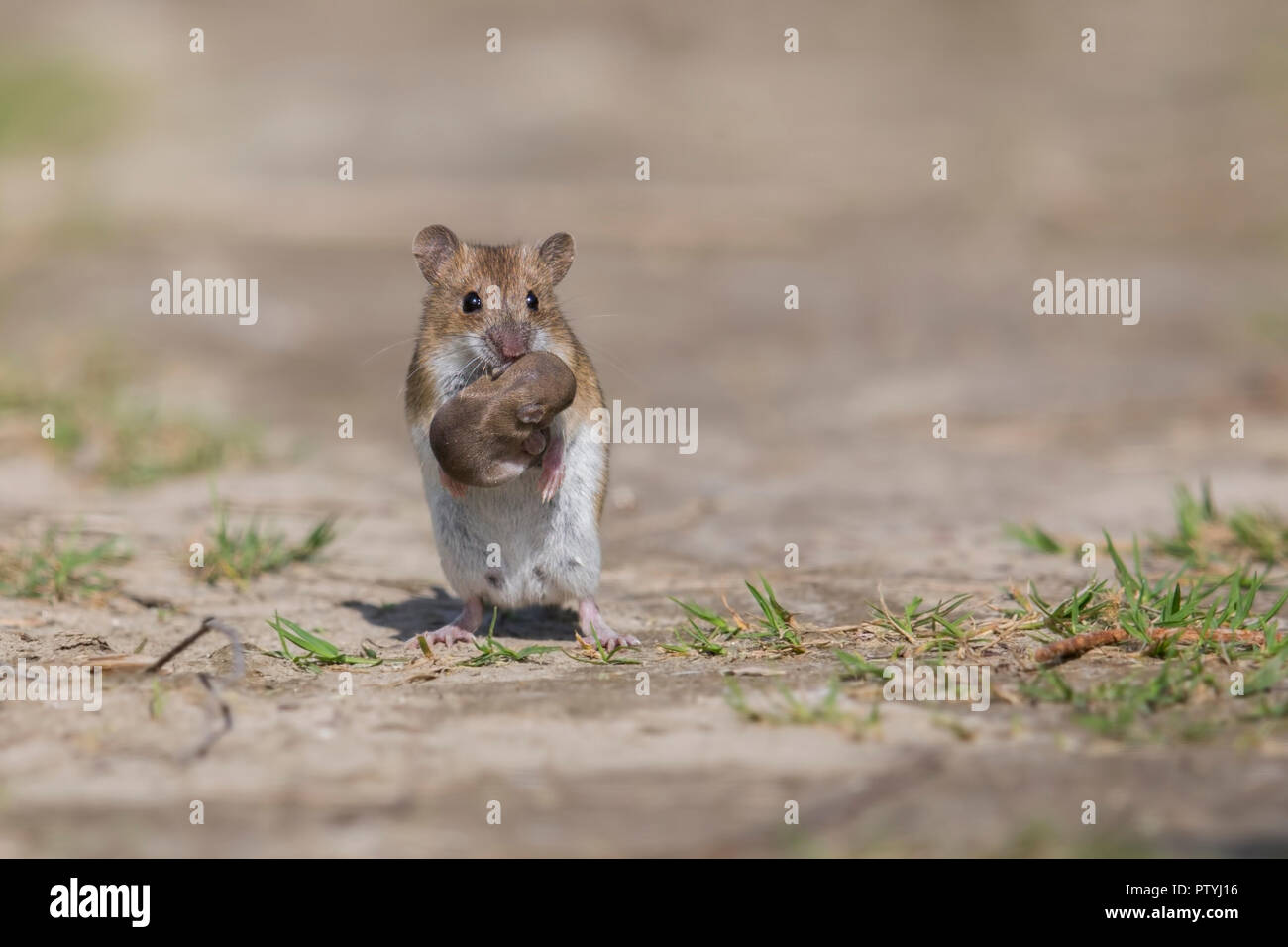 Striped Field mouse and its Young Stock Photo - Alamy