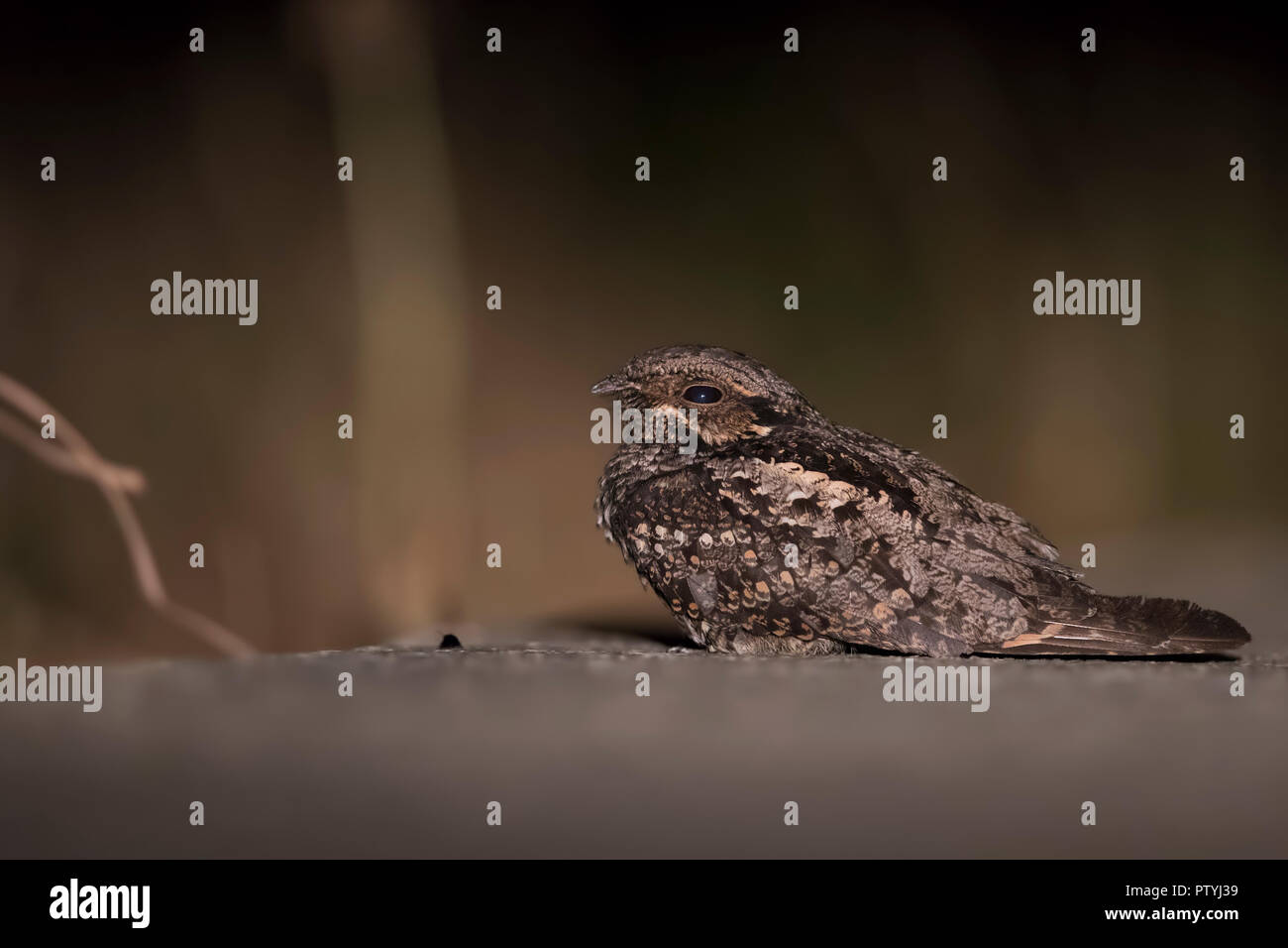 Franklins nightjar hi-res stock photography and images - Alamy