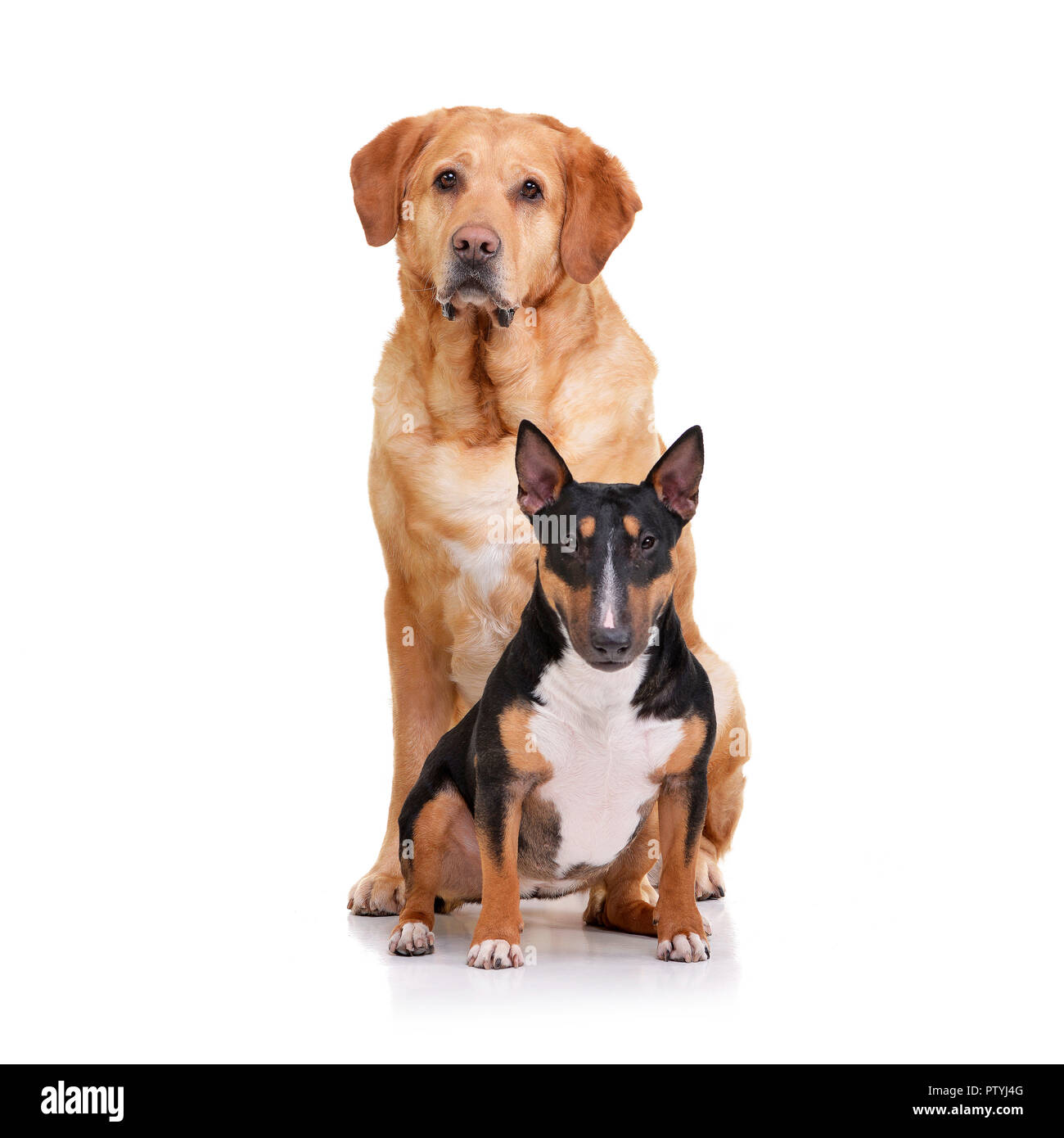 Can A Staffordshire Bull Terrier And A Labrador Retriever Be Friends