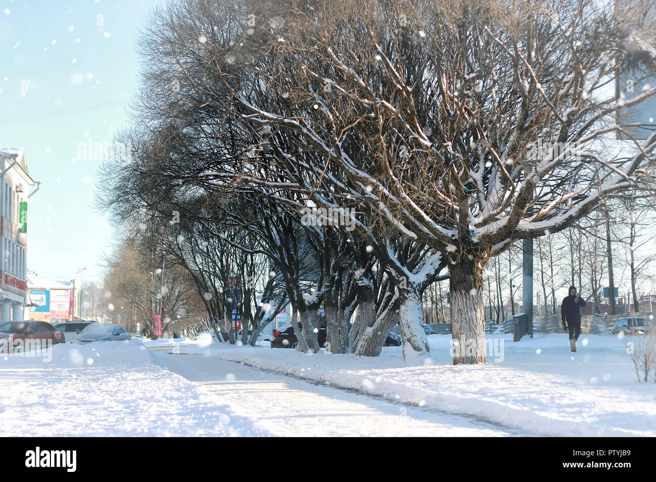 street tree wood pedestrian winter Stock Photo - Alamy