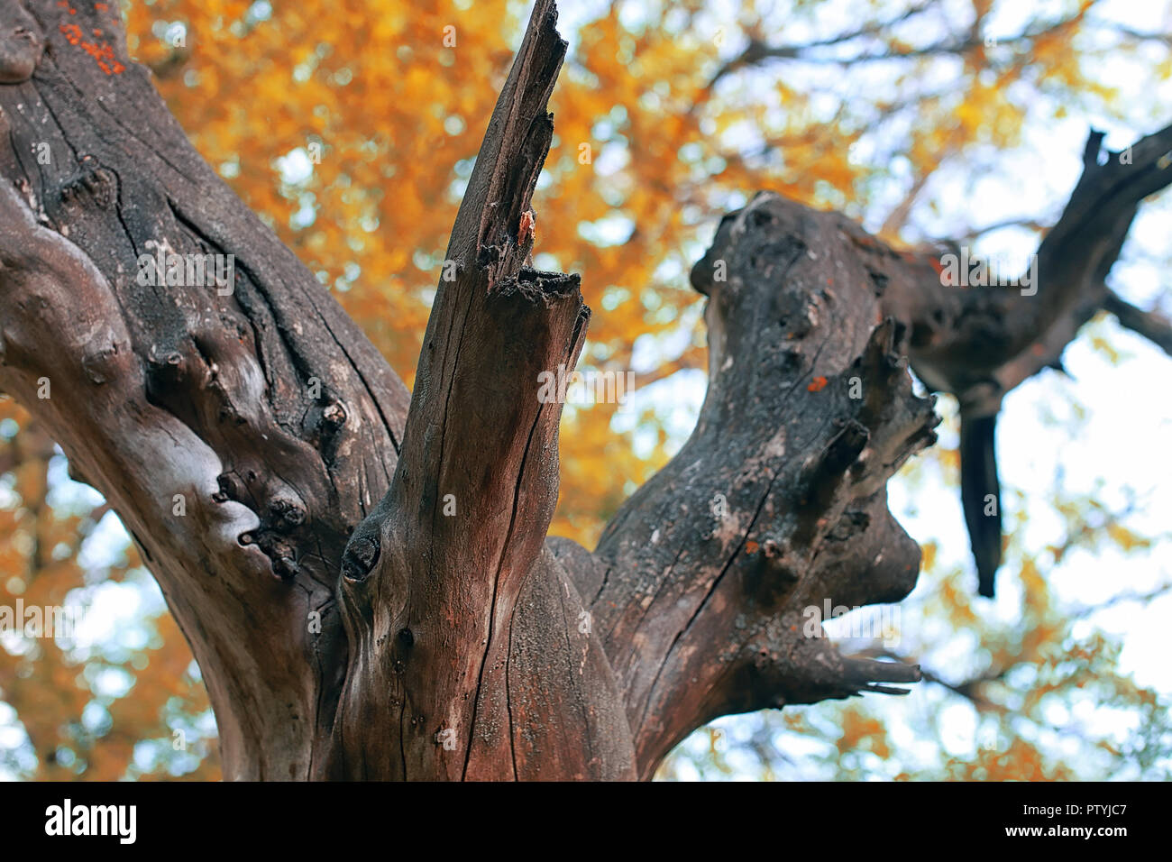 old textured dried-up tree at the beginning of spring Stock Photo - Alamy