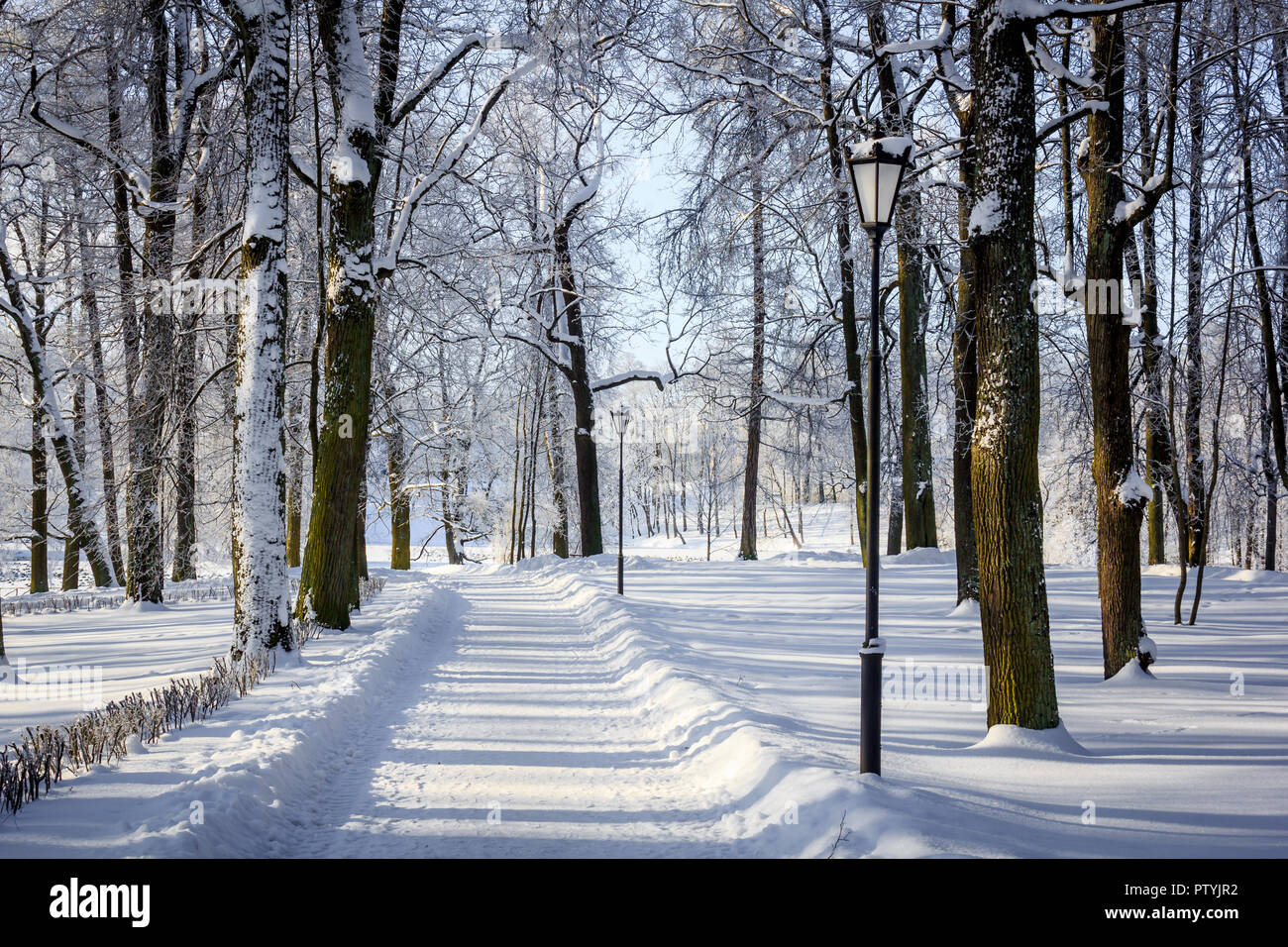 Morning winter frosty landscape in the park. Winter landscape. Severe ...