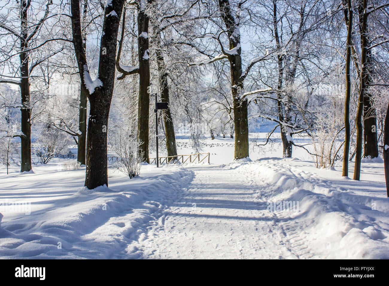 Morning winter frosty landscape in the park. Winter landscape. Severe ...