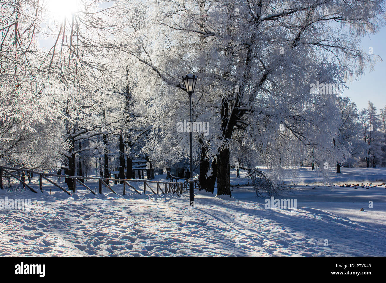 Morning winter frosty landscape in the park. Winter landscape. Severe ...