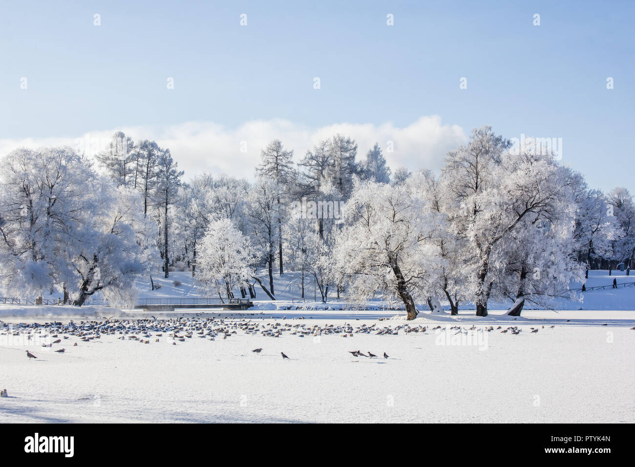 Morning winter frosty landscape in the park. Winter landscape. Severe ...