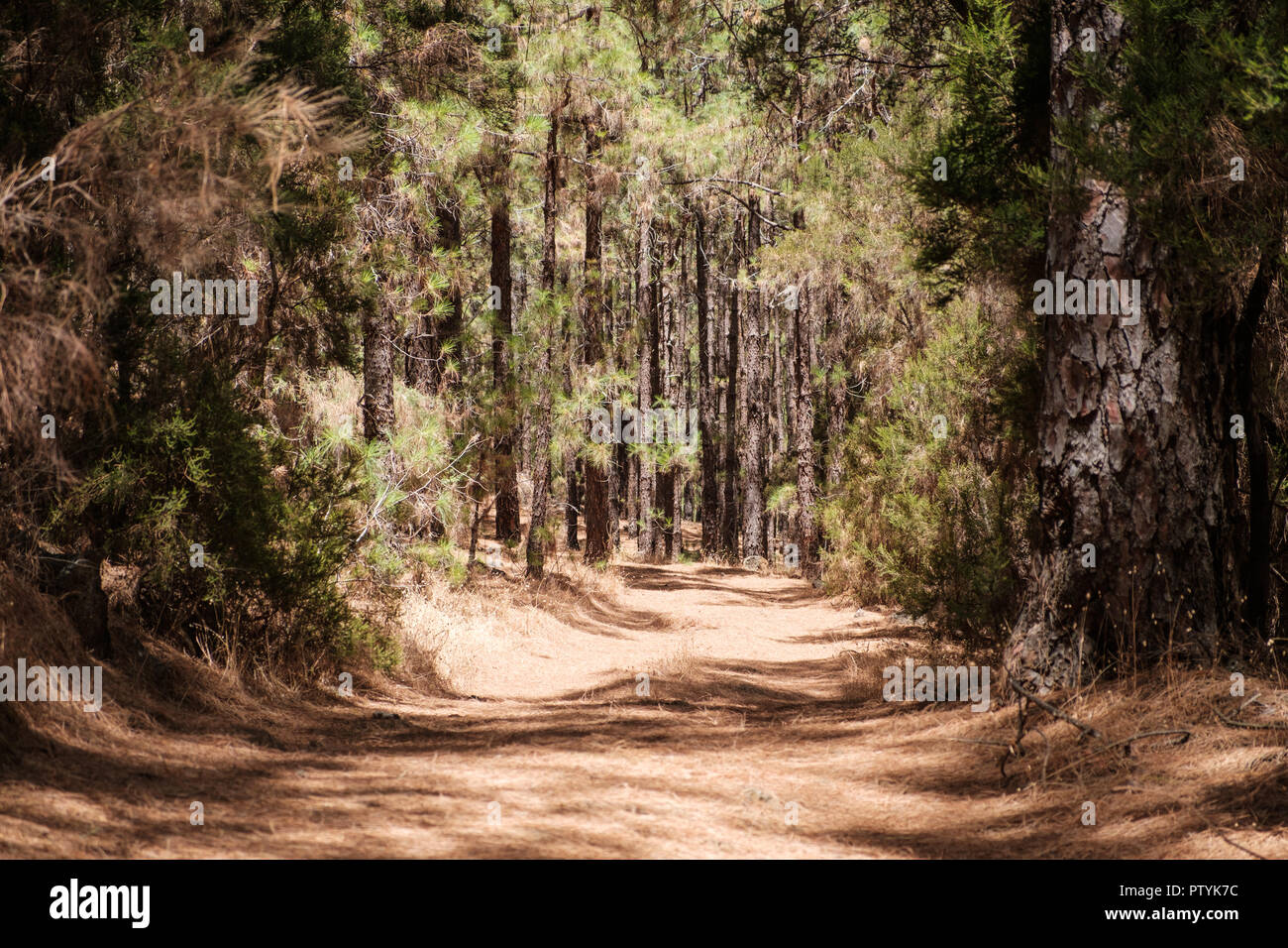 path / road in forest landscape - pathway in wilderness / nature Stock ...