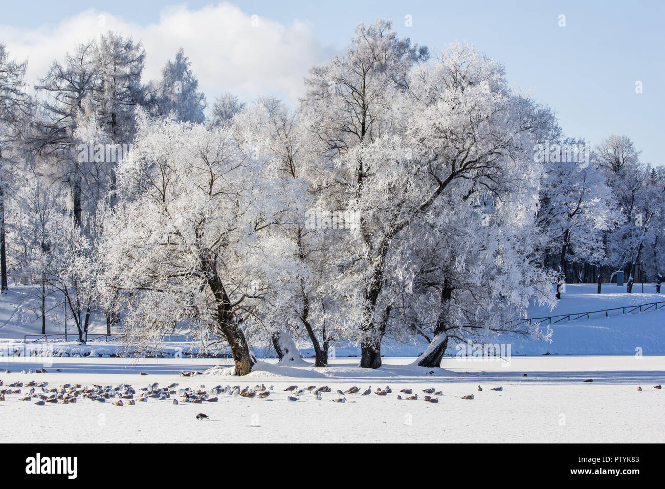 Morning winter frosty landscape in the park. Winter landscape. Severe ...
