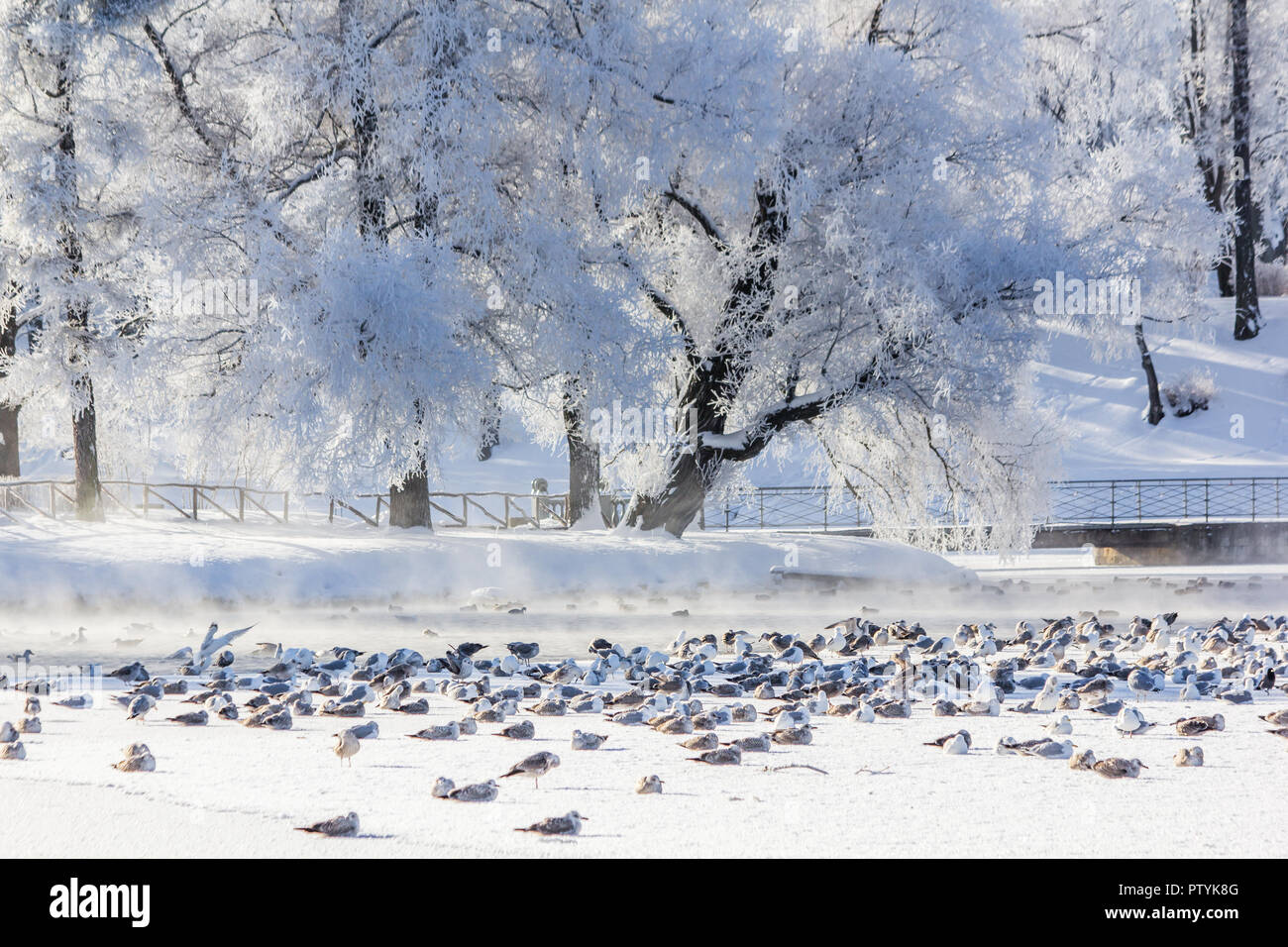 Morning winter frosty landscape in the park. Winter landscape. Severe ...