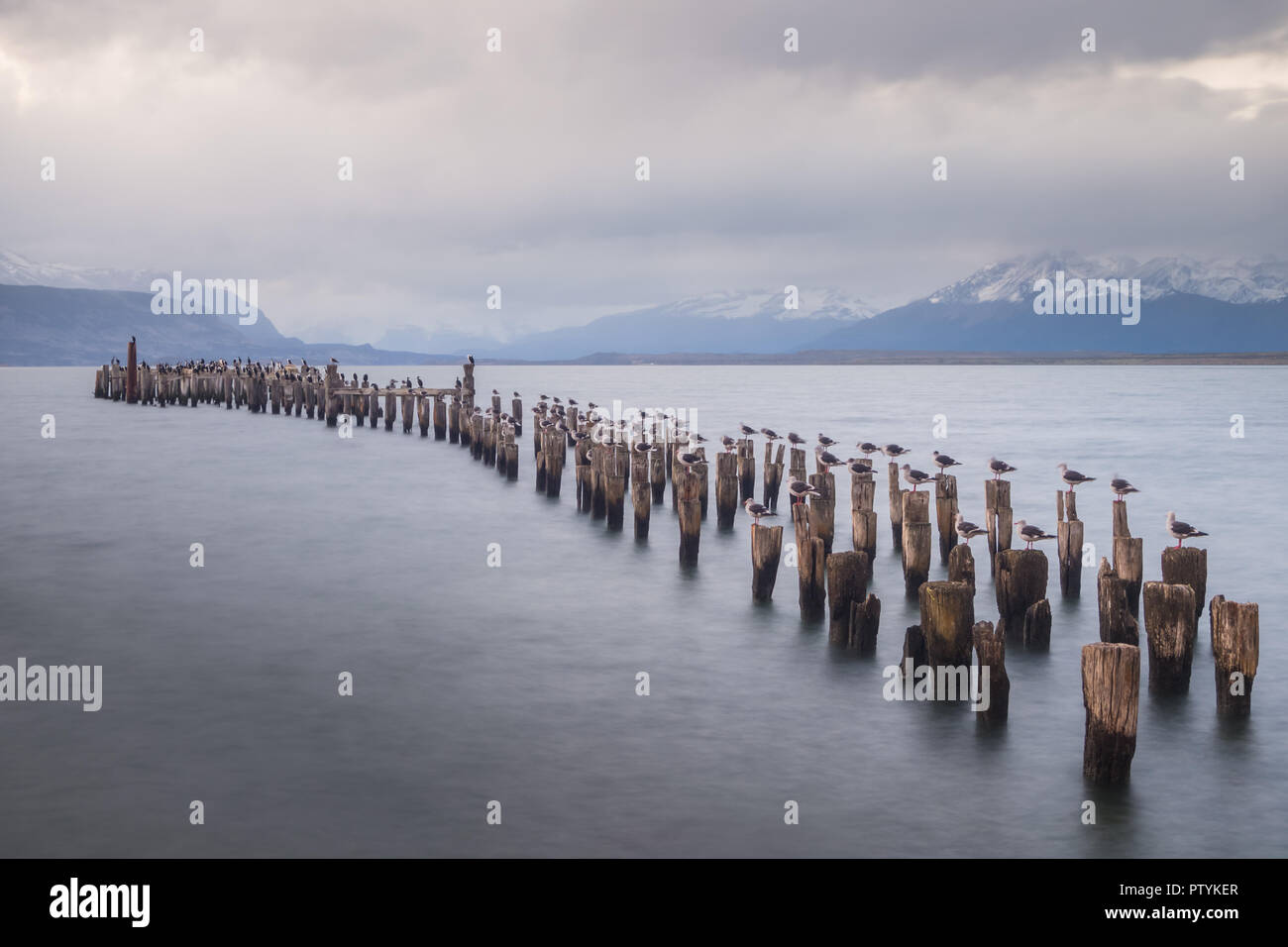 King Cormorant colony, Old Dock, Puerto Natales, Antarctic Patagonia ...