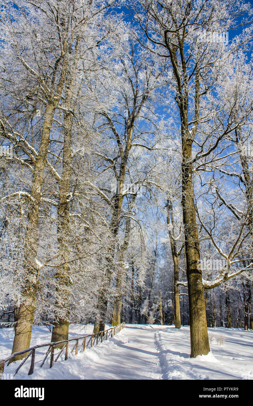 Morning winter frosty landscape in the park. Winter landscape. Severe ...