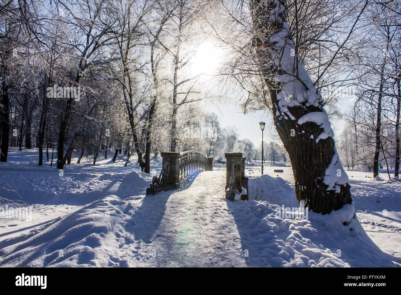 Morning winter frosty landscape in the park. Winter landscape. Severe ...