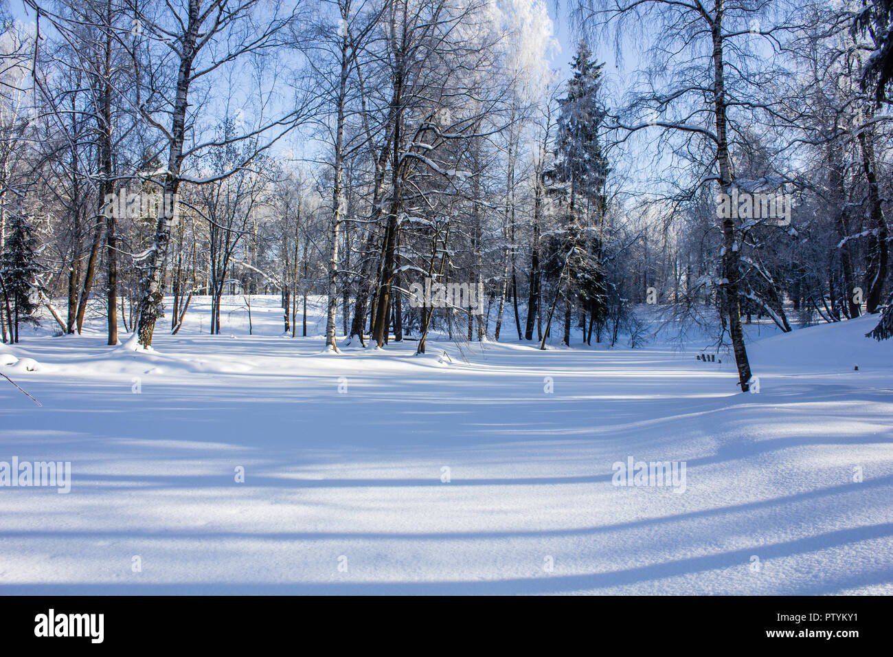 Morning winter frosty landscape in the park. Winter landscape. Severe ...