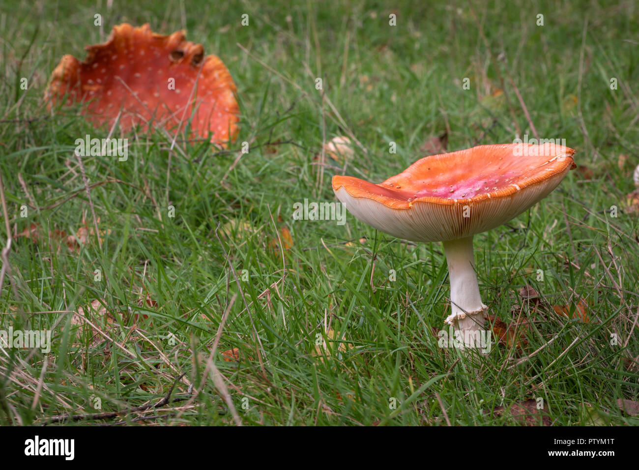 Country toadstools hi-res stock photography and images - Alamy