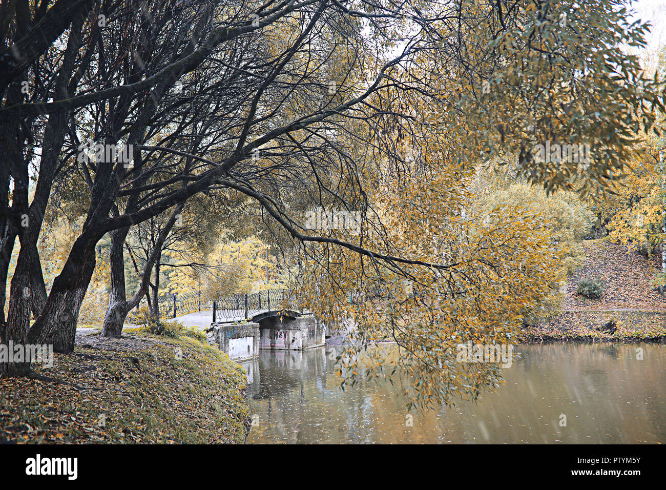 Autumn rain in the park during the day Stock Photo - Alamy