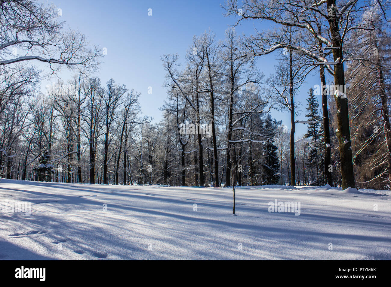 Morning winter frosty landscape in the park. Winter landscape. Severe ...