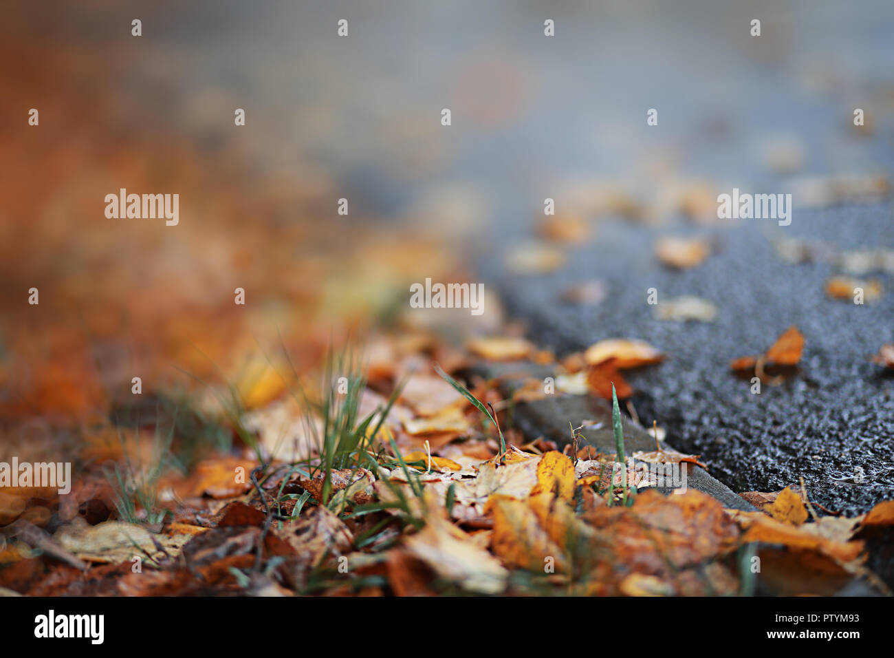 Autumn backgroun rain in the park during the day Stock Photo - Alamy