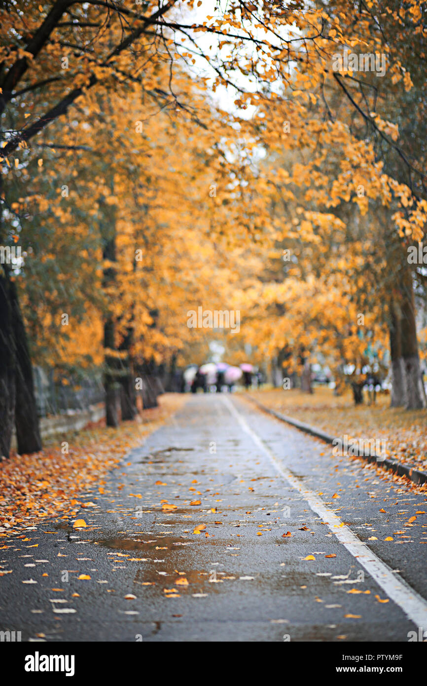 Autumn rain in the park during the day Stock Photo - Alamy