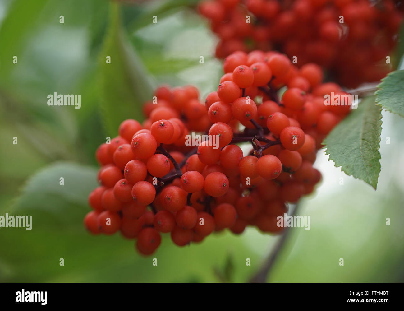 Buffaloberry hi-res stock photography and images - Alamy