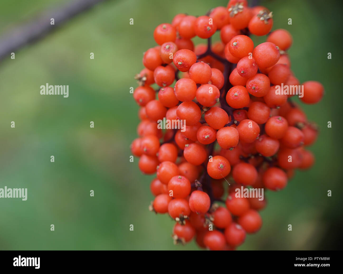 Buffaloberry hi-res stock photography and images - Alamy