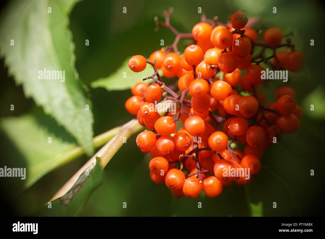 Buffaloberry hi-res stock photography and images - Alamy