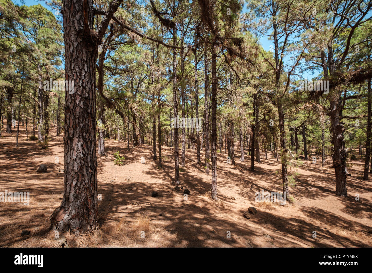 inside fir forest, pine trees in sunny forest landscape Stock Photo - Alamy