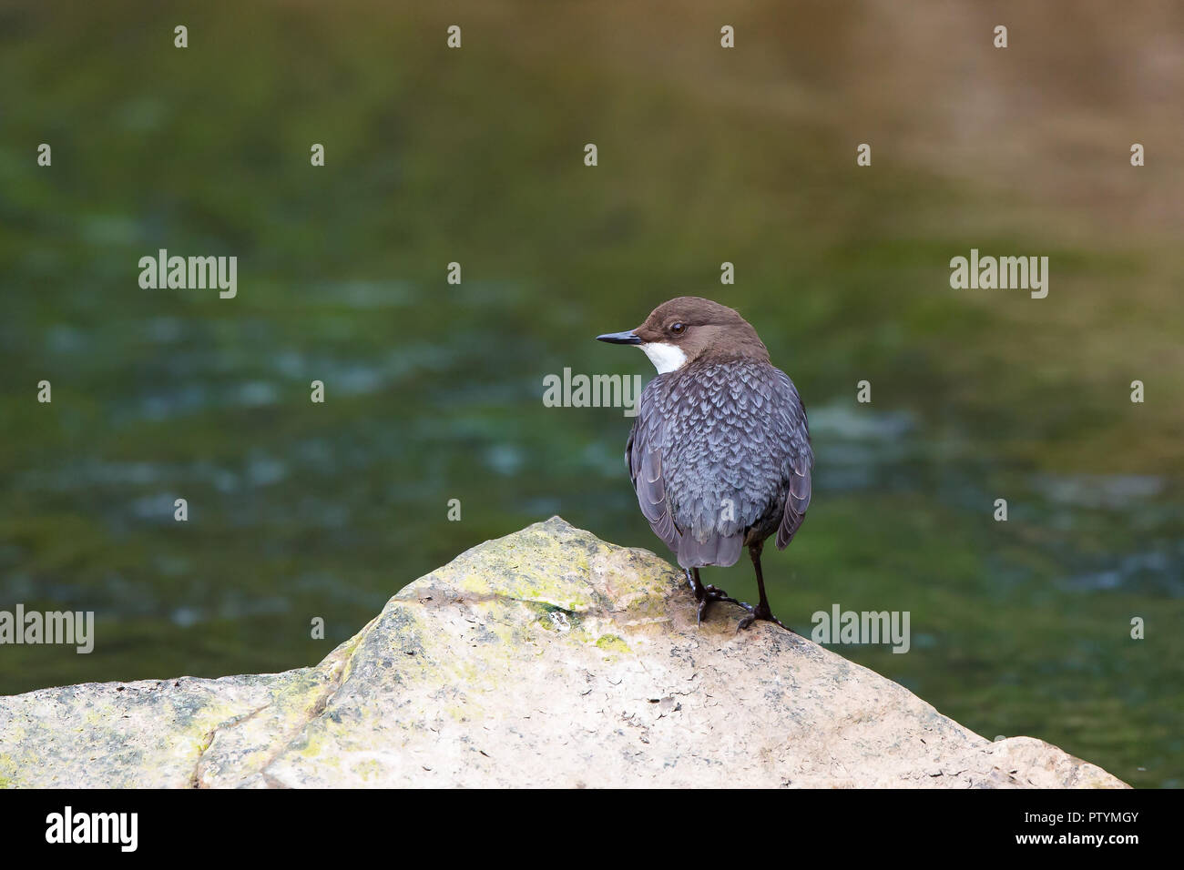 Dipper rear view hi-res stock photography and images - Alamy