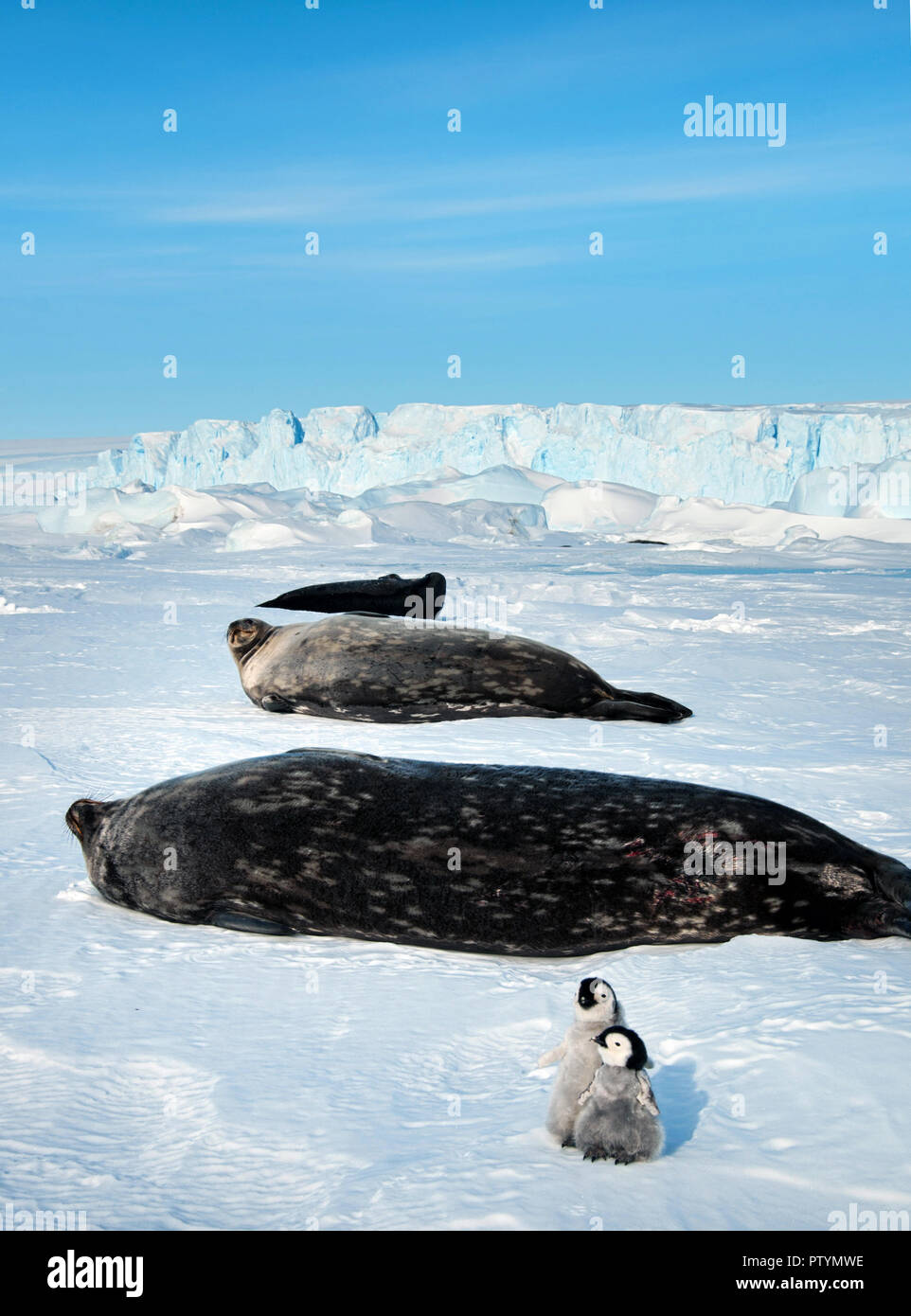 Harp seals hi-res stock photography and images - Alamy