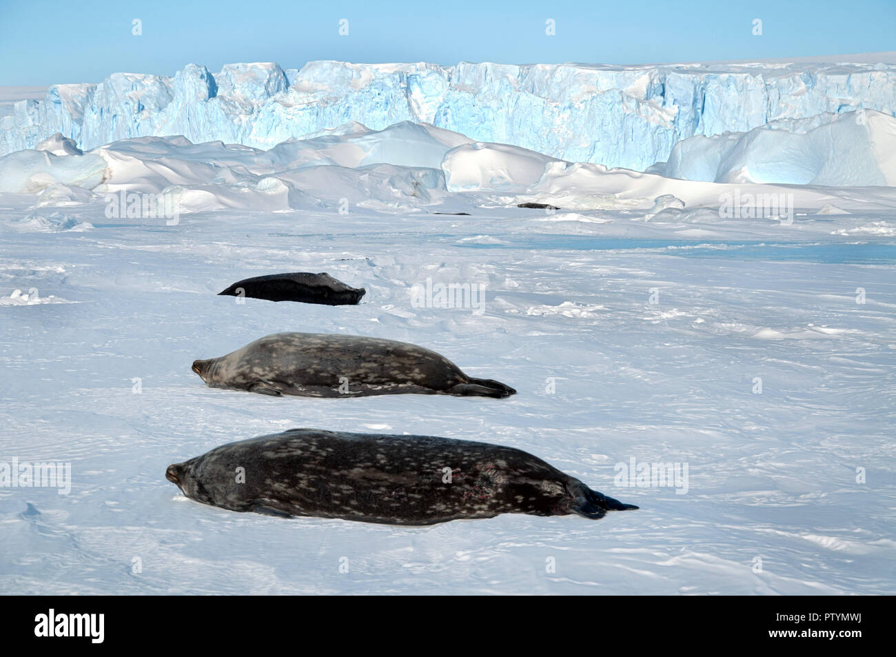 Harp seals hi-res stock photography and images - Alamy