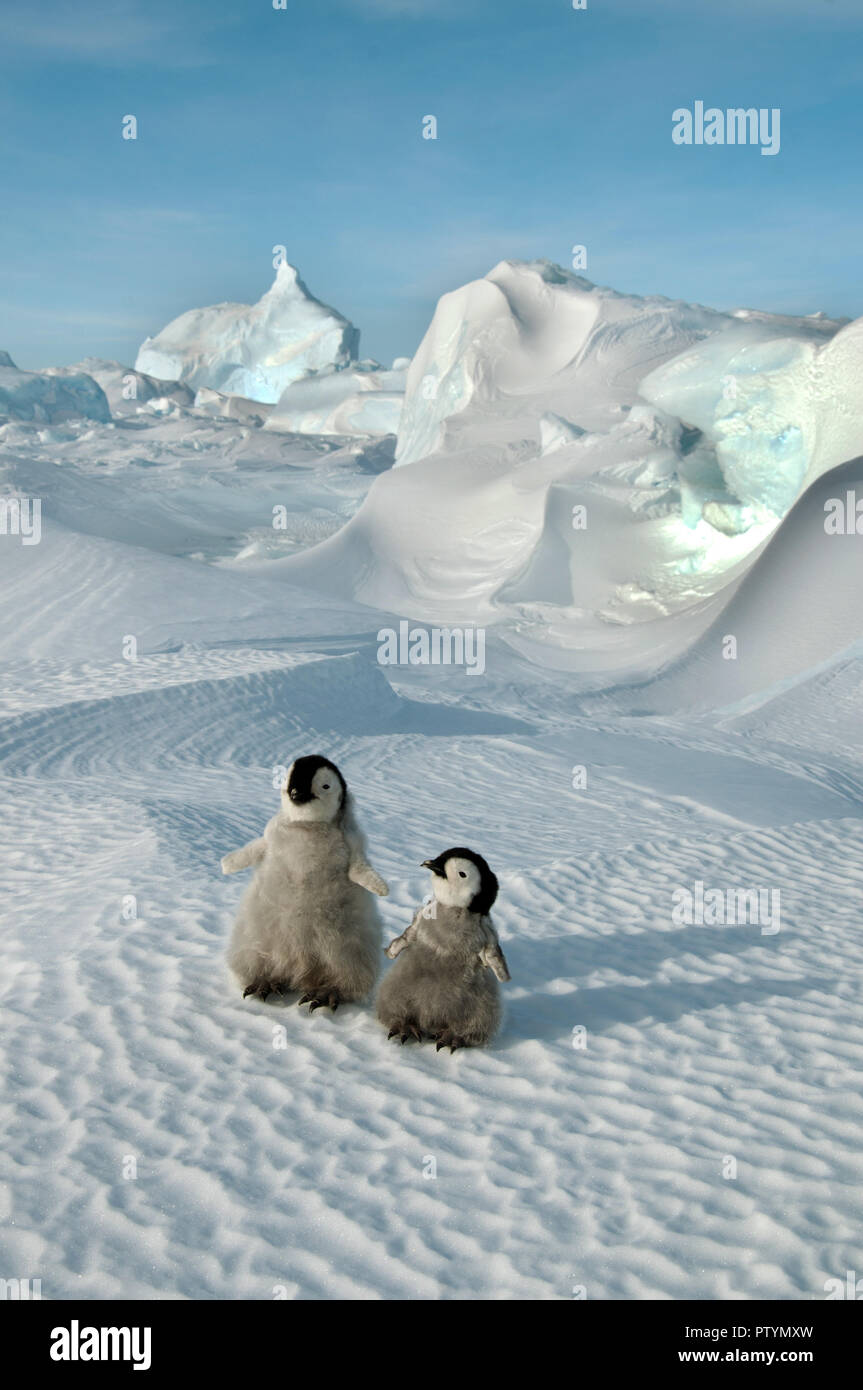 Antarctica penguins aerial hi-res stock photography and images - Alamy