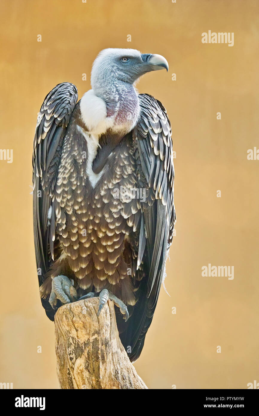 specimen of Rüppell's griffon vulture, Gyps rueppelli Stock Photo - Alamy