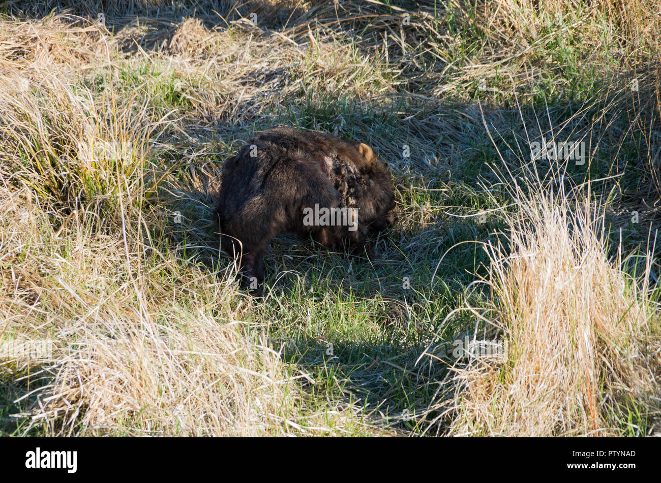 Wombat with mange and a self inflicted wound from scratching too much ...