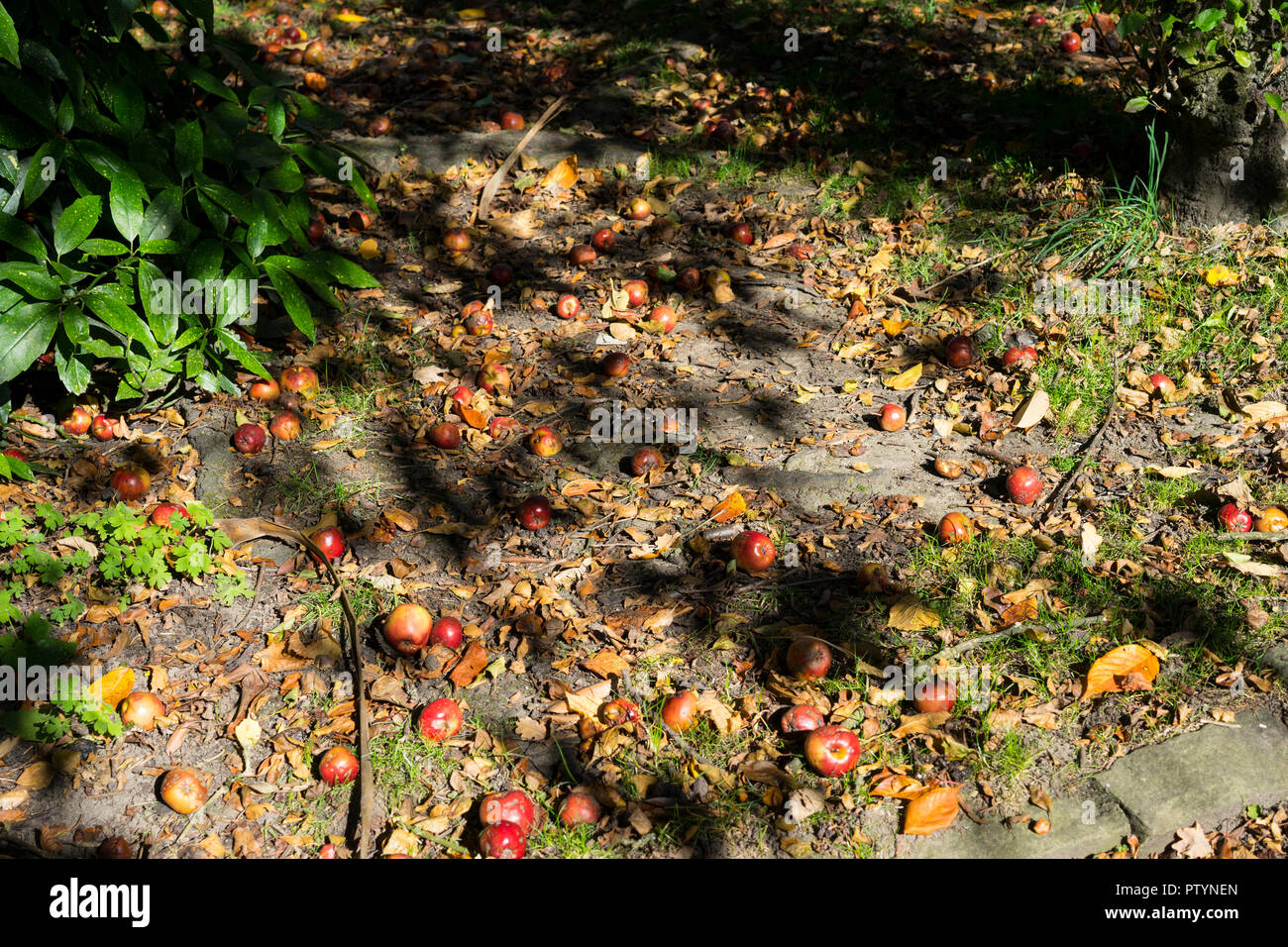 Red apples rotting hi-res stock photography and images - Alamy