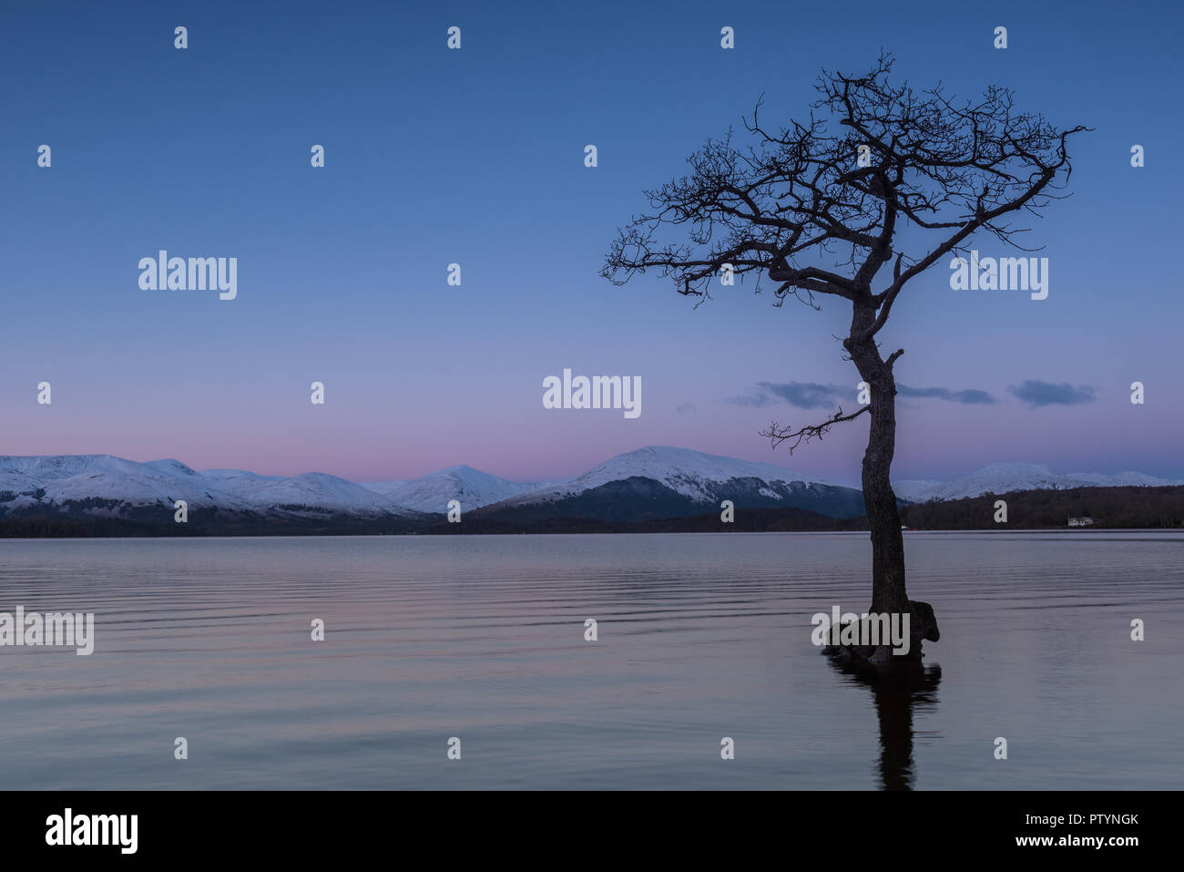 A lone tree at Milarrochy Bay on the shores of Loch Lomond, near the ...