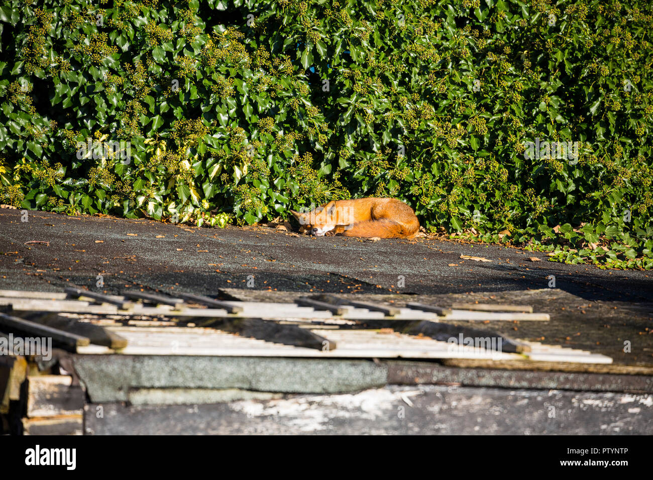 Fox taking a sunbath on roof of old garden shed, London Stock Photo - Alamy