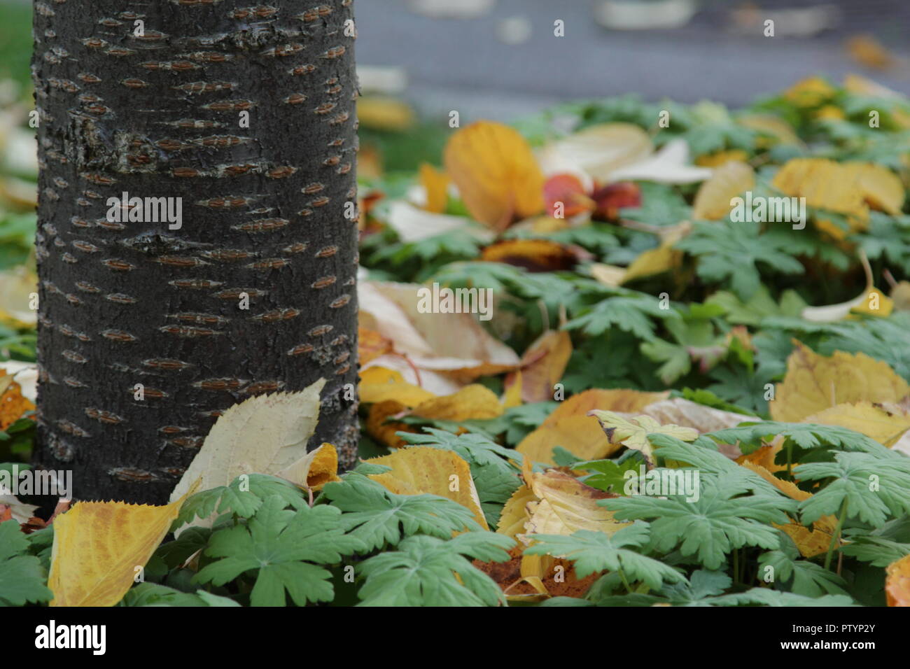 Leaves Under Tree Autumn Stock Photo - Alamy