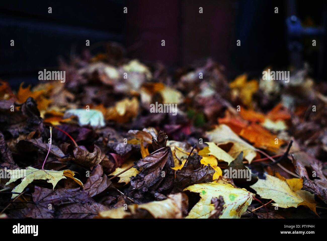 Leaf litter background Stock Photo - Alamy