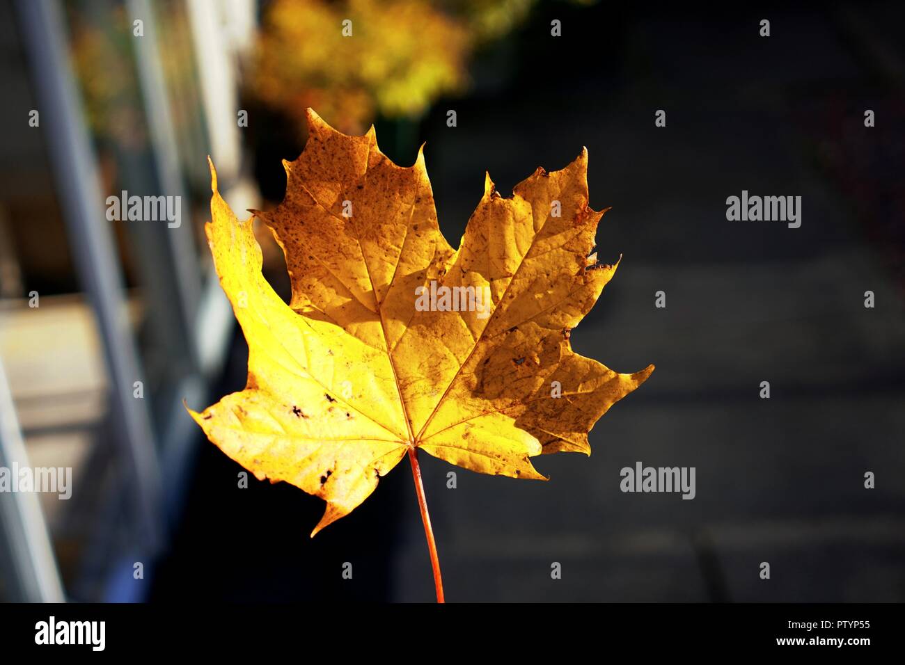 Golden leaf hi-res stock photography and images - Alamy