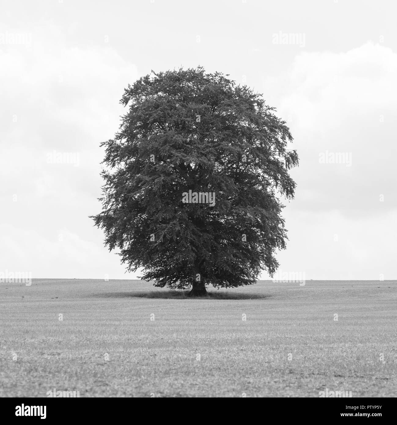 Single oak tree on meadow Black and White Stock Photos & Images - Alamy