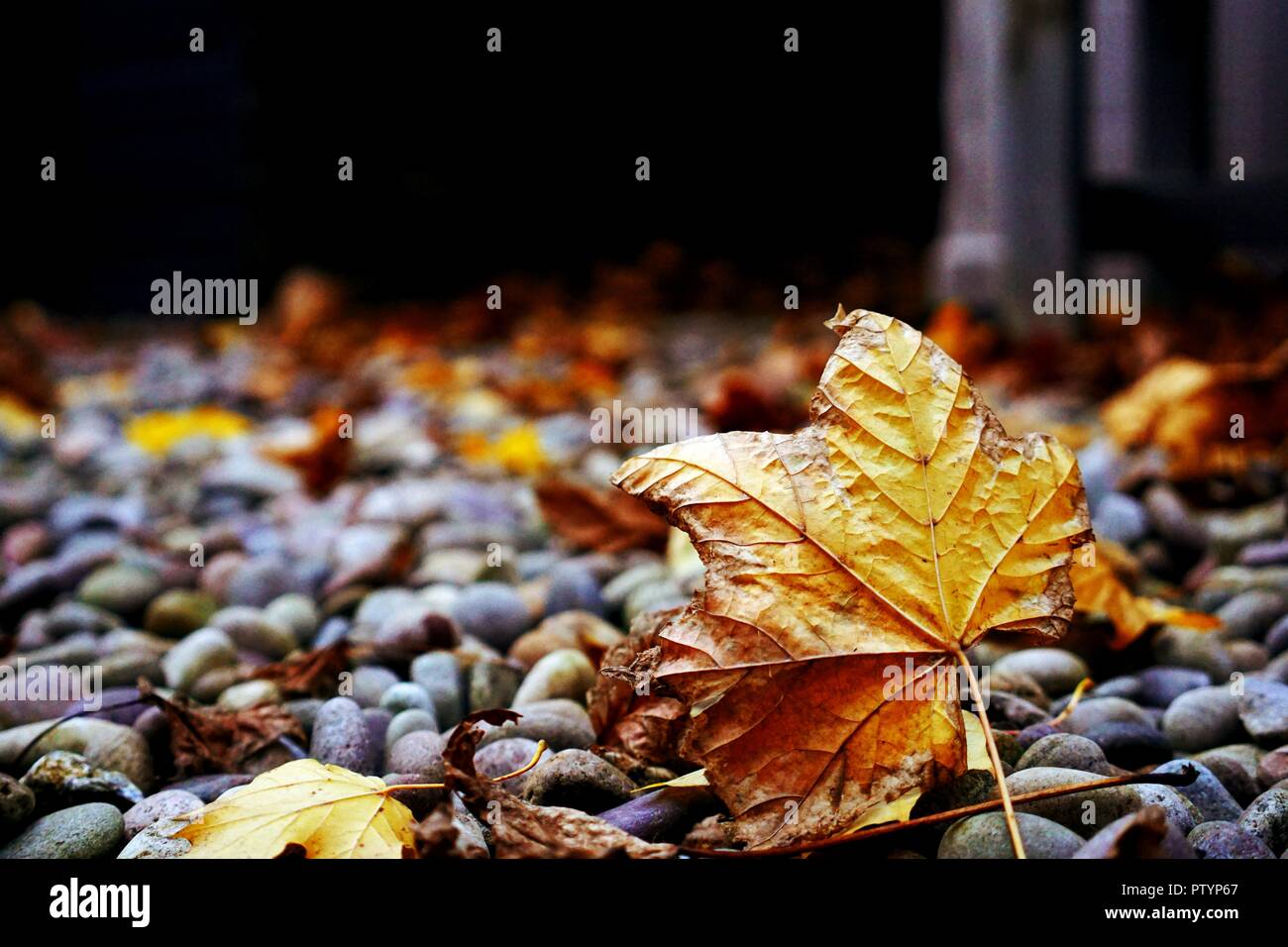 Dark autumn hi-res stock photography and images - Alamy